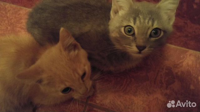 Симпатичные котятка