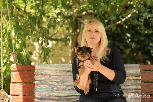 Малыши йоркширского терьера