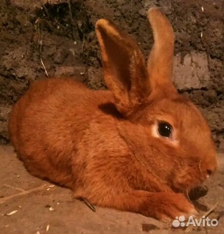 Кролик нзк