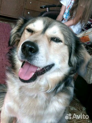 Молодой кобелек