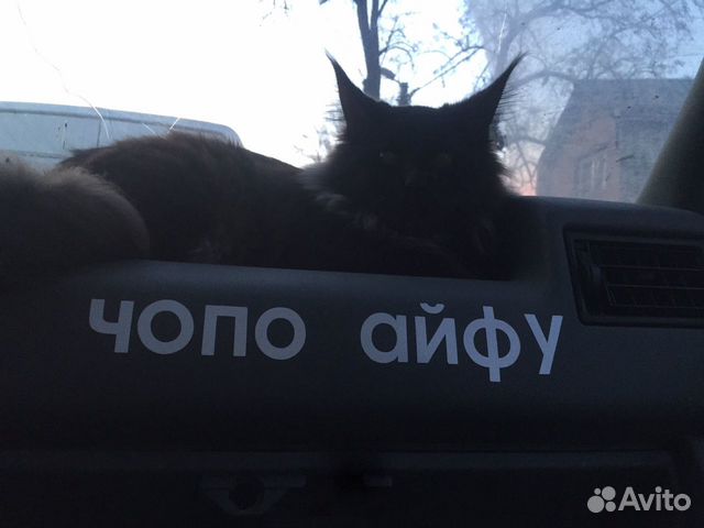 Мэйн-кун бесплатно