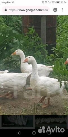 Гуси продажа, обмен