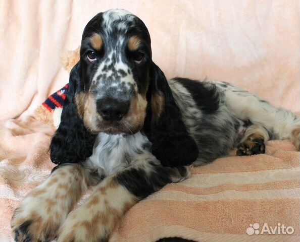 Щенки кокерята