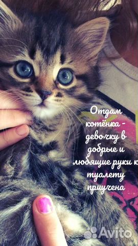 Котёнок