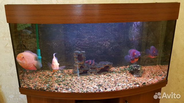 Живой аквариум 170 л. с тумбой и оборудование