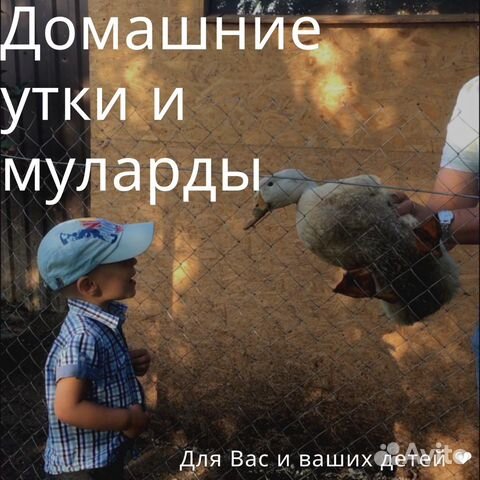 Мясо домашних уток и мулардов