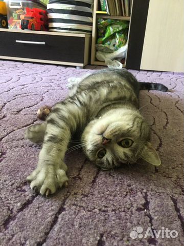 Самый невезучий британский кот в добрые руки