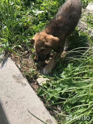 Щенок бородатик