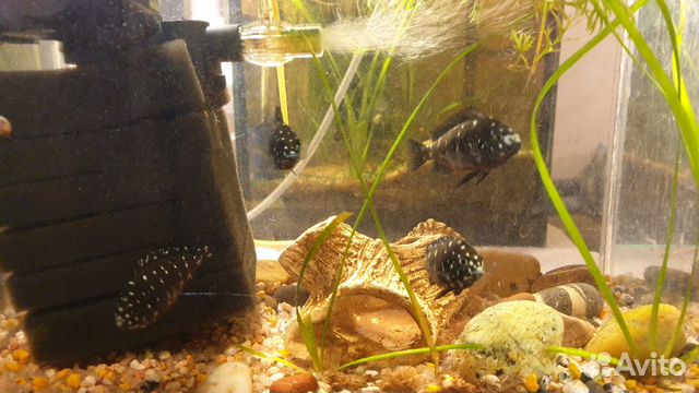 Рыба Трофеус звездчатый (Tropheus duboisi) 5см