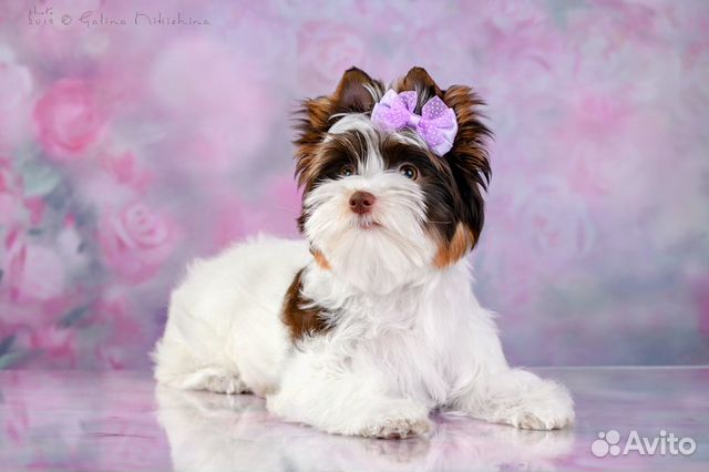 Биро девочка