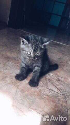 Отдам котят