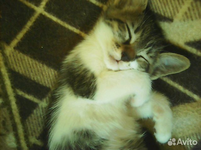 Котенок Очаровашка