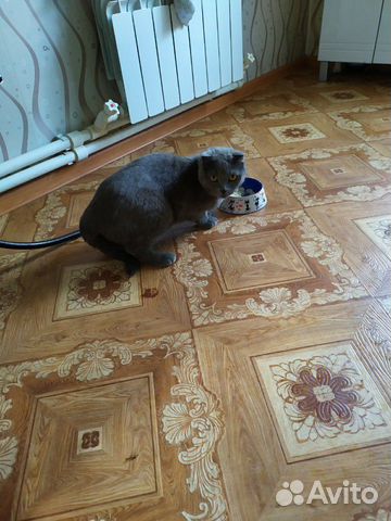 Отдам котика британца в хорошие руки ему пол-года