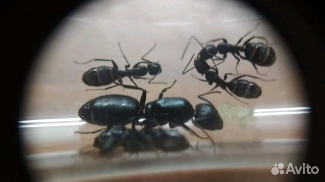 Чёрный муравей-древоточец(Camponotus vagus)