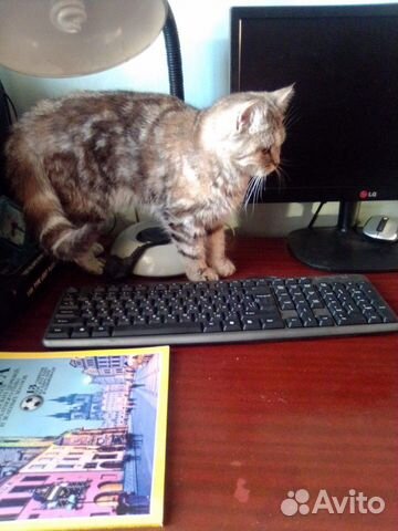 Кошечка подросток Яна