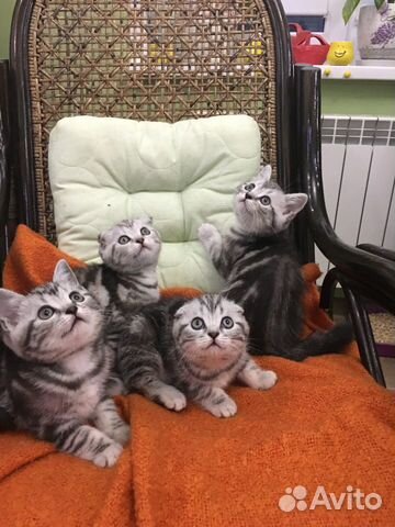 Продажа шотландских котиков от чистокровных родите