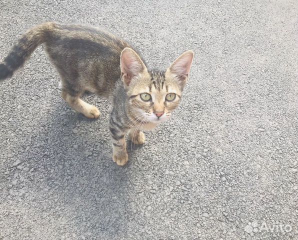 Отдаю красивого котёнка