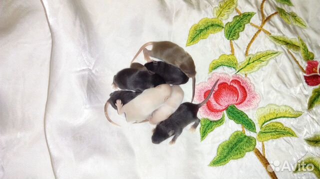 Мышки декоративные