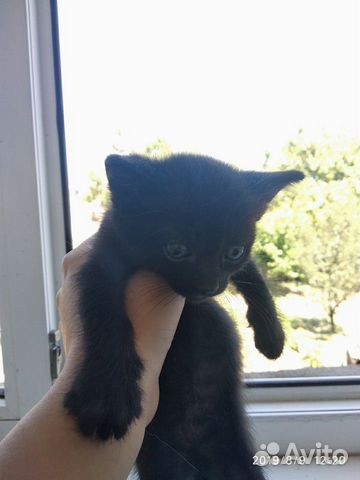 Котята