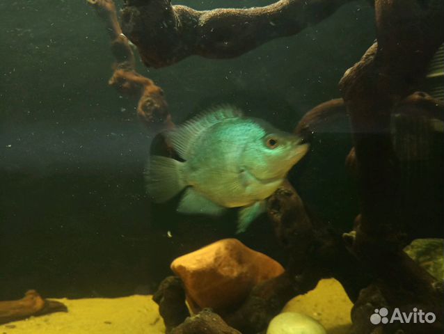 Фловер Хорн тайский шёлк гибрид