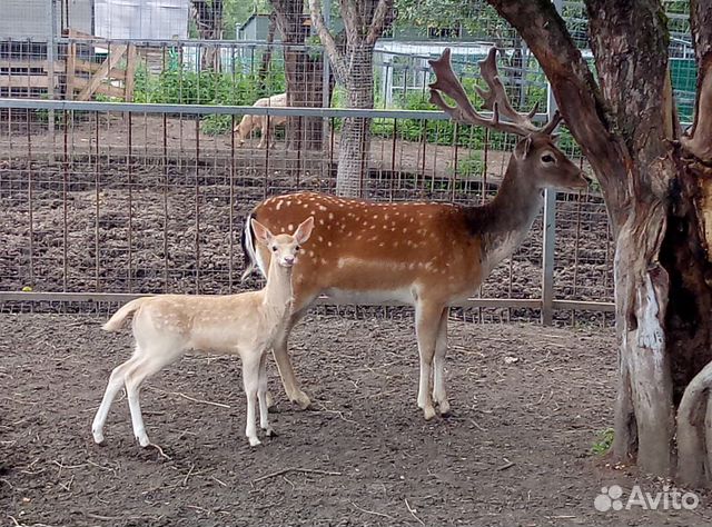 Лань европейская