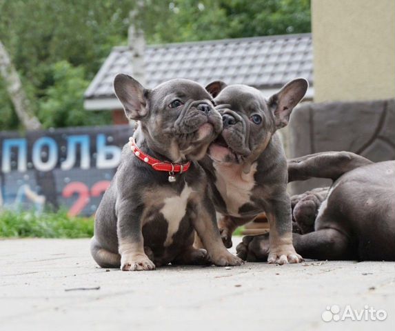 Голубое обаяние