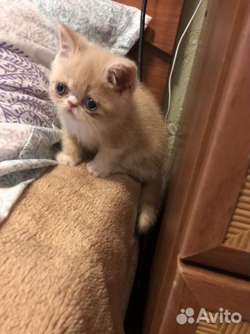 Персы экзотической породы два котенка окрас голуба