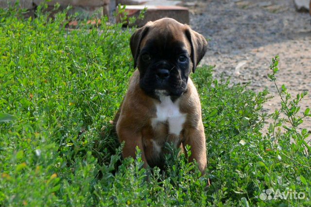 Шикарный щенок боксера рыжего окраса