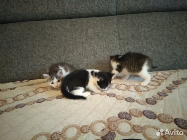 Отдам котят