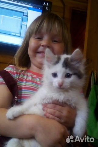Котенок Бали