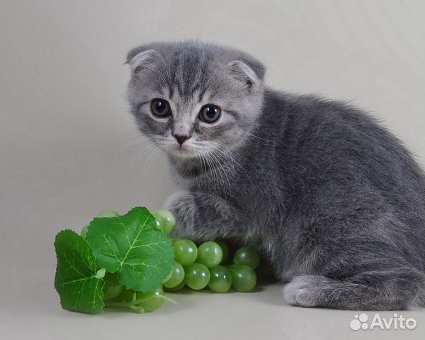 Котёнок британец/шотландец вислоухий