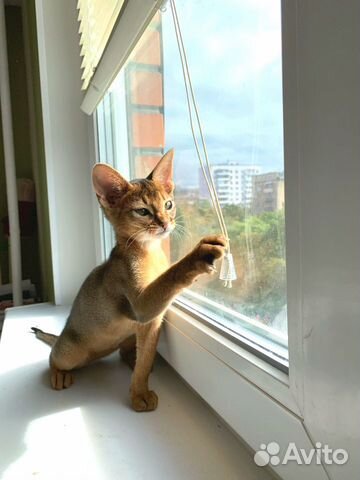 Абиссинский котик