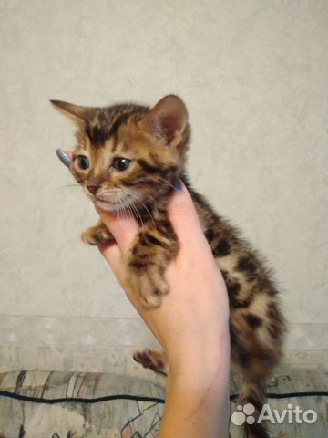 Бенгальские котята