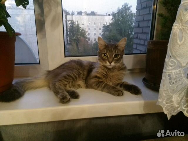 Кошка-компаньон в добрые руки