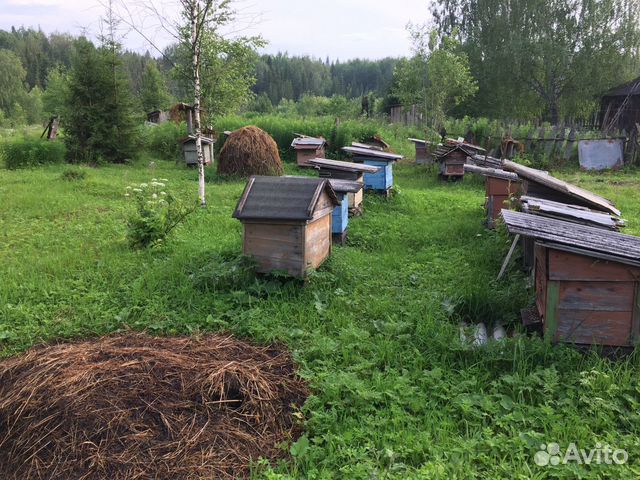 Пчелосемьи, пчелы, улья, рамки, пасека