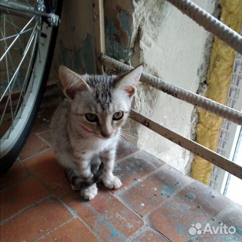 Кошка в красном ошейнике