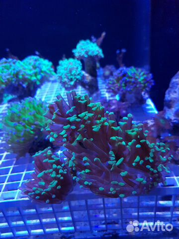 Морские кораллы