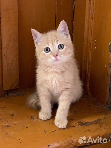 Котенок - Фунтик В хорошие руки
