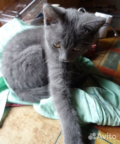 2-месячный нежный друг для всей семьи в дар