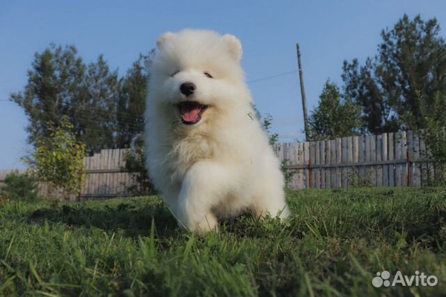 Щенки Самоедской собаки