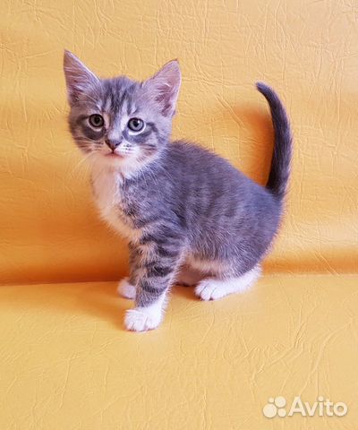 Котята в хорошие,добрые руки