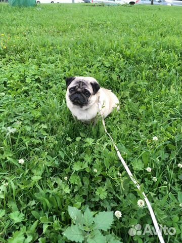 Нужен мальчик породы Мопс для вязки на 31 августа