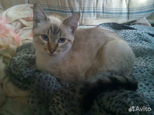 Котик в хорошие руки