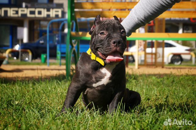 Американский булли