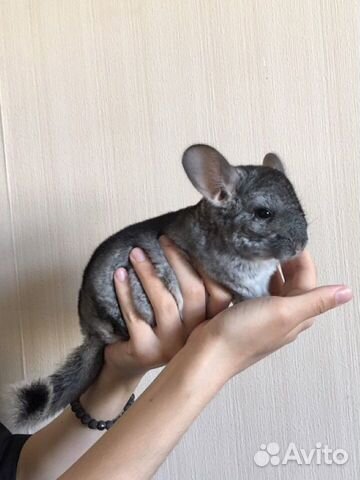 Шиншилла, мальчик