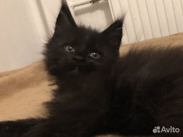 Котик Мейн-Кун VIP класса