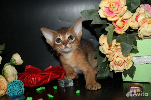 Абиссиночка Тася