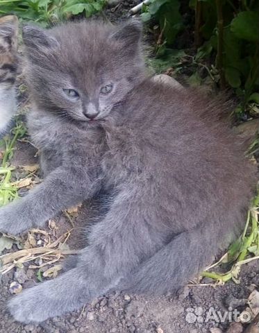Красивый котенок ищет дом