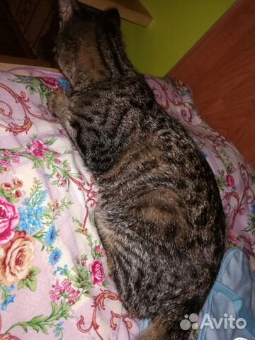 Девочка котенок 4 месяца отдаю в хорошие руки