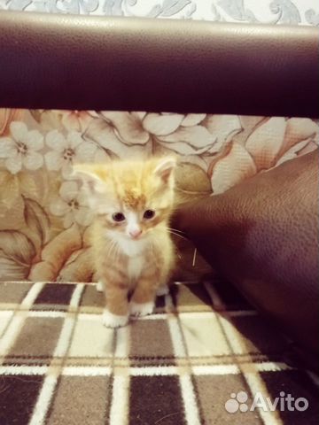 Отдадим котенка в добрые руки